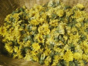 Dandy Dandelion Flowering - Iris WeaverIris Weaver